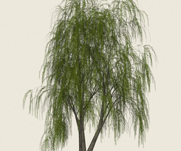 ArtStation - Willow Tree 03 | Resources