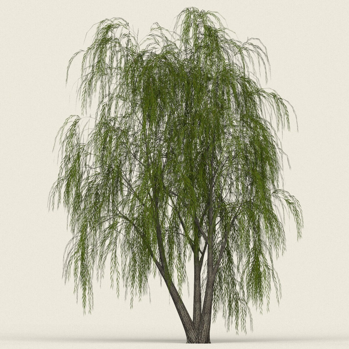 ArtStation - Willow Tree 03 | Resources