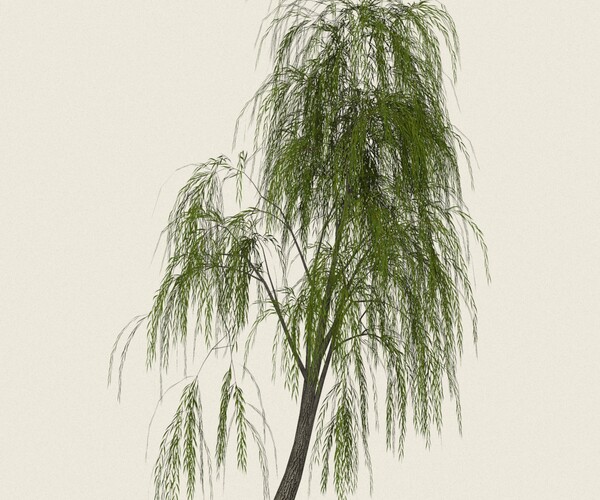 ArtStation - Willow Tree 04 | Resources