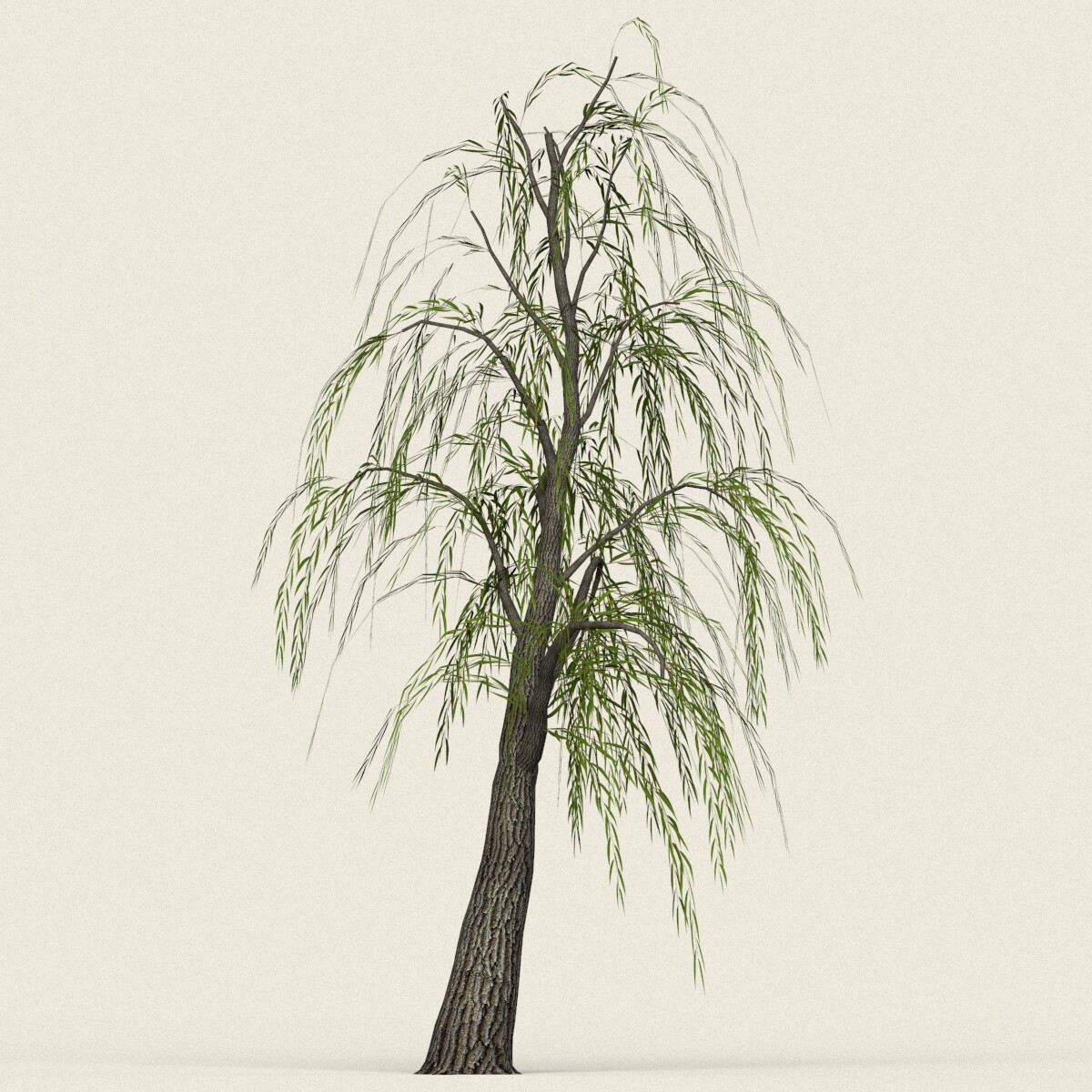 ArtStation - Willow Tree 05 | Resources