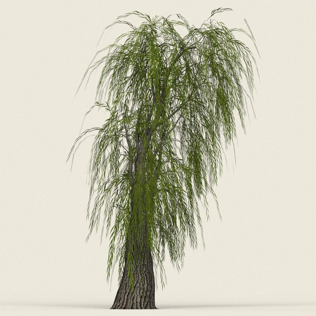 ArtStation - Willow Tree 07 | Resources