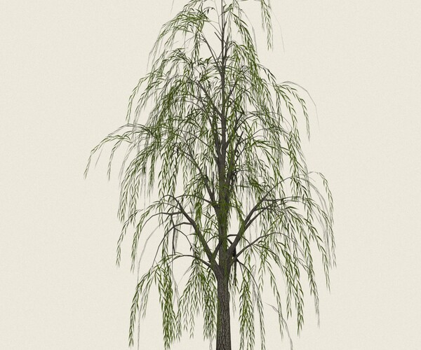 ArtStation - Willow Tree 08 | Resources