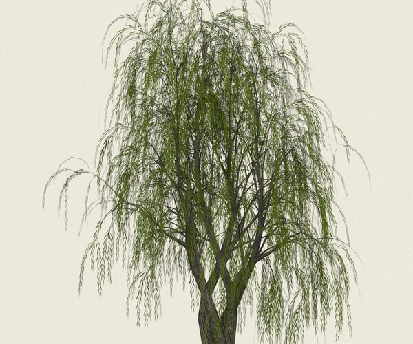 ArtStation - Willow Tree 11 | Resources