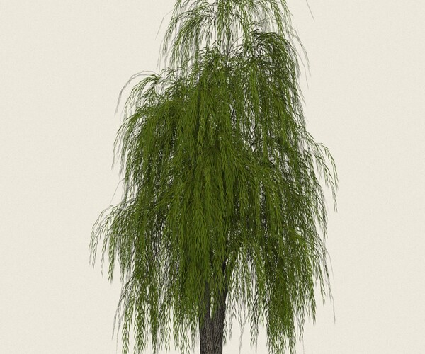 ArtStation - Willow Tree Collection | Resources