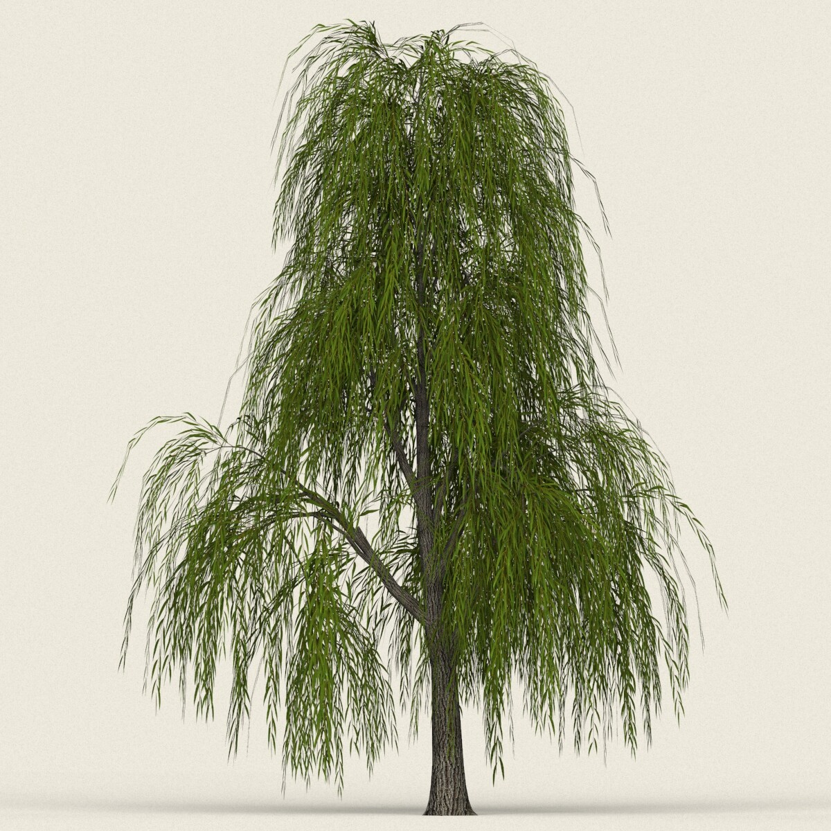 ArtStation - Willow Tree Collection | Resources