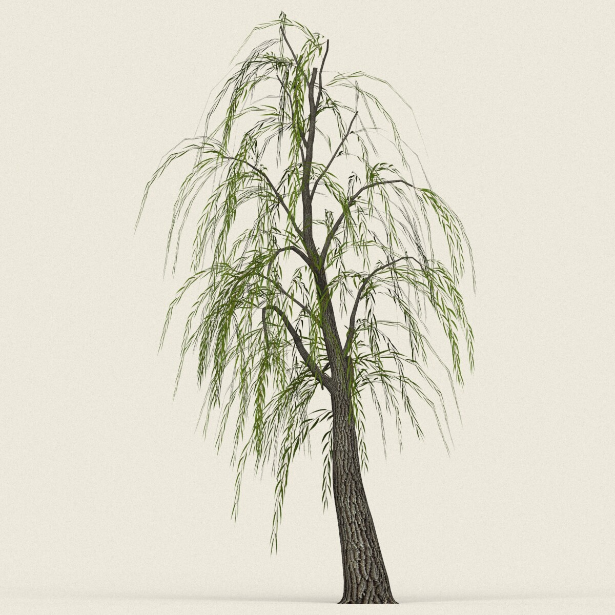 ArtStation - Willow Tree Collection | Resources