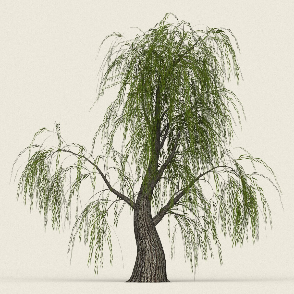 ArtStation - Willow Tree Collection | Resources
