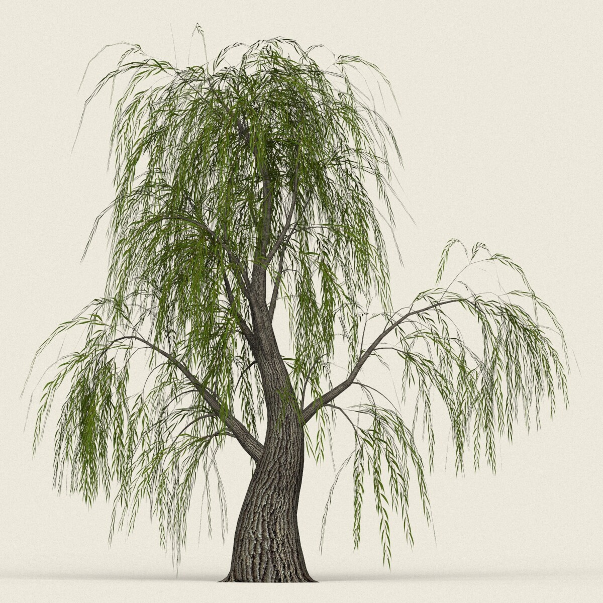 ArtStation - Willow Tree Collection | Resources