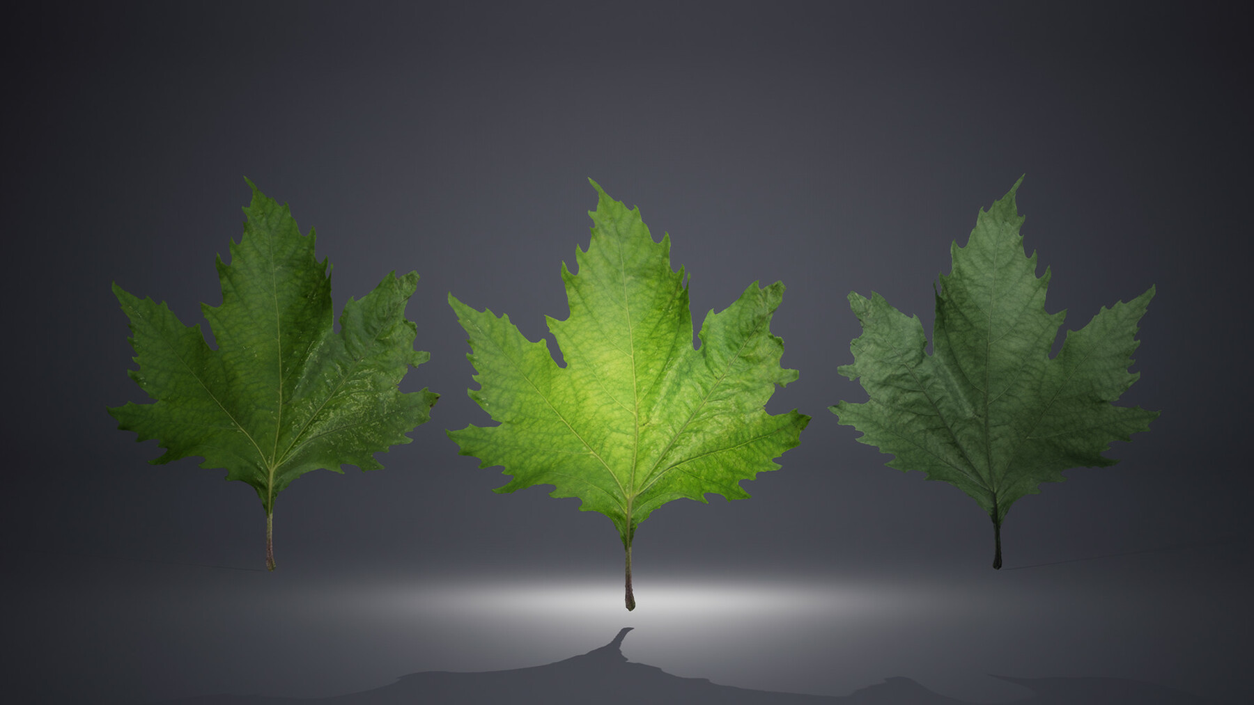 ArtStation - Leaf Pack Scanned | Game Assets