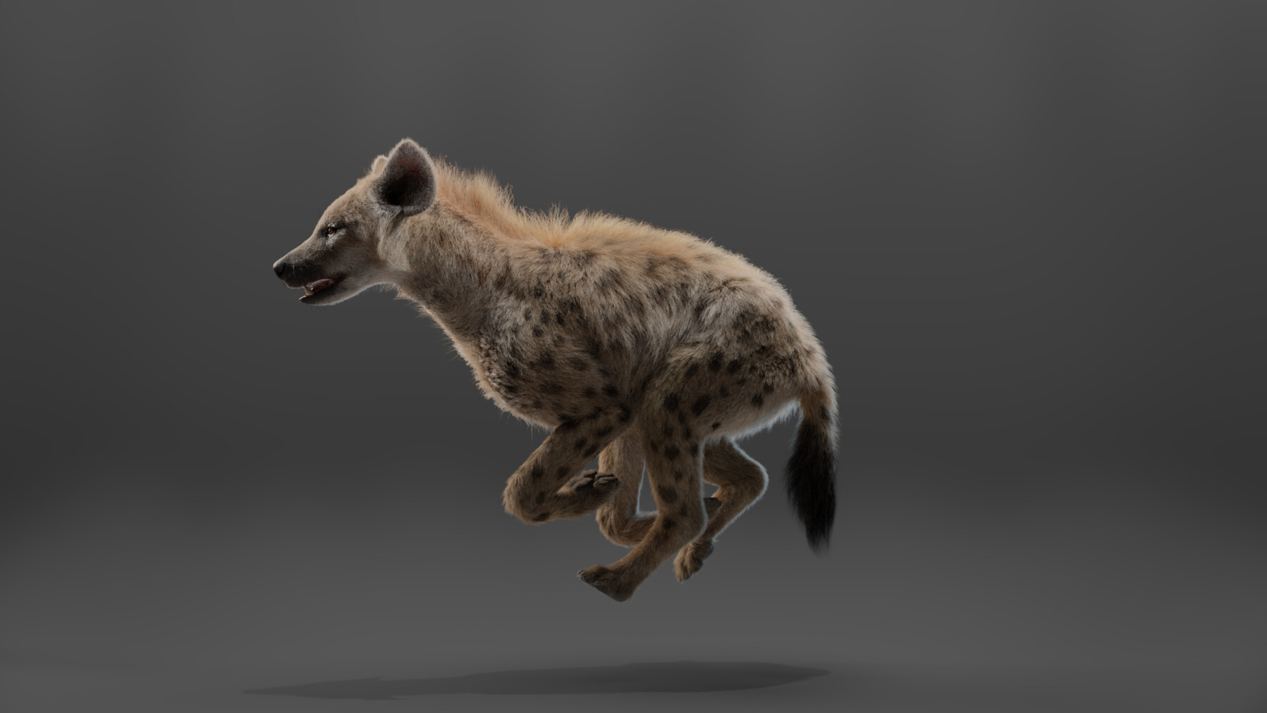 ArtStation - 3D Animal | Spotted Hyena Animated | Resources