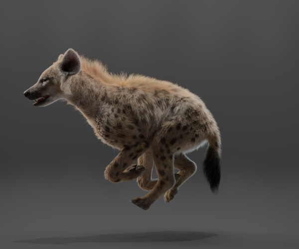 ArtStation - 3D Animal | Spotted Hyena Animated | Resources