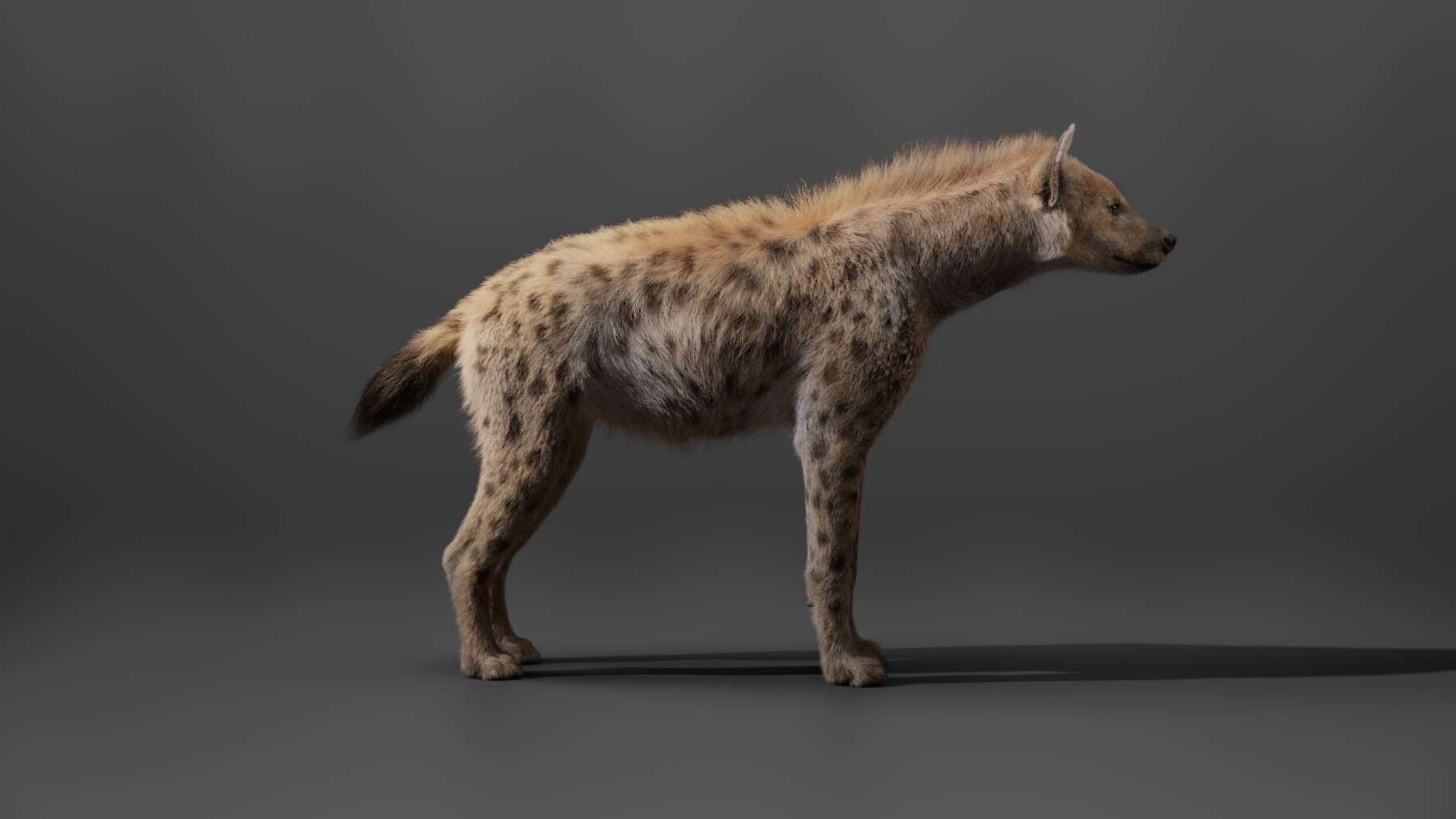 ArtStation - 3D Animal | Spotted Hyena Animated | Resources