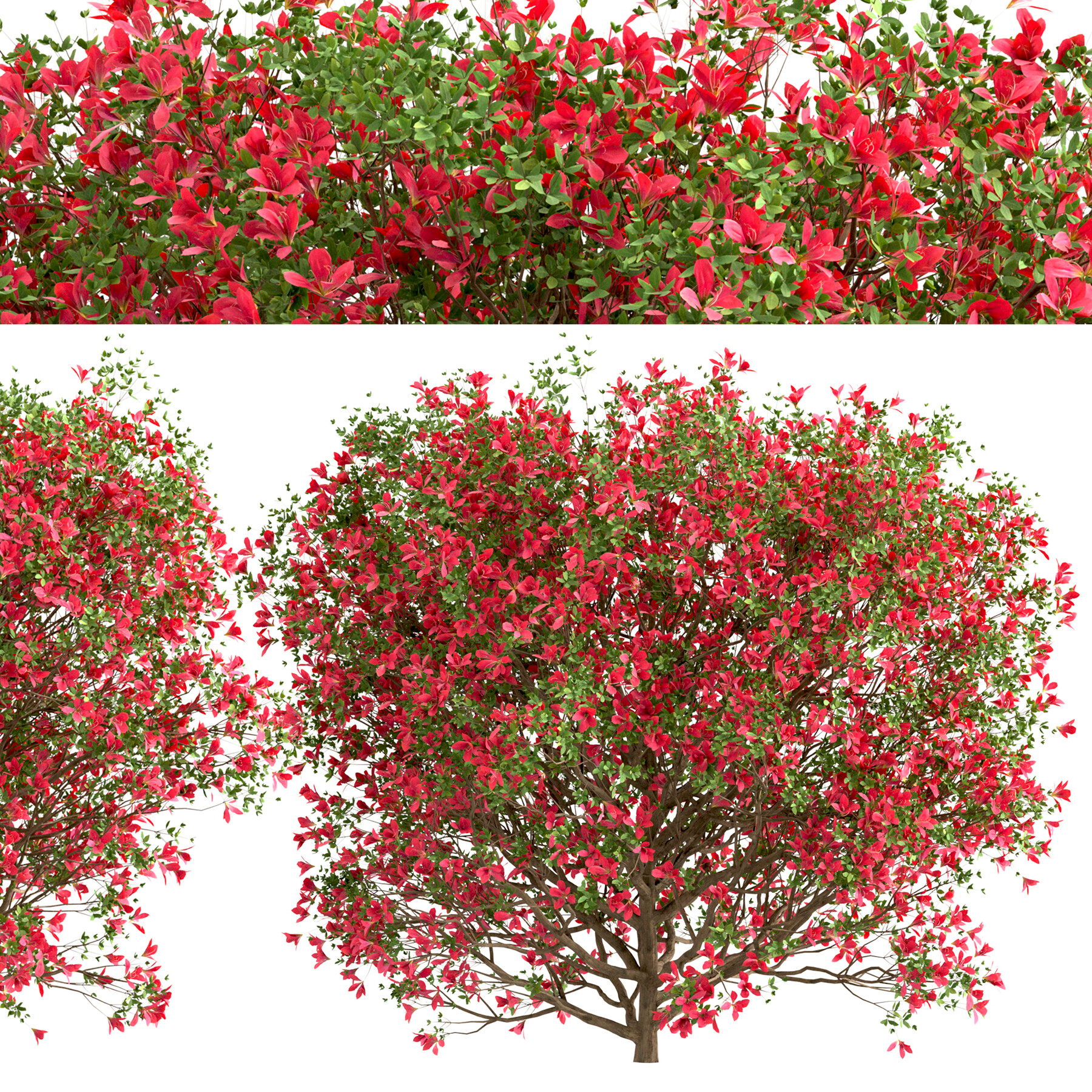 ArtStation - Set of Red Ruffle Azalea Bushes (Rhododendron) (2 Bushes ...
