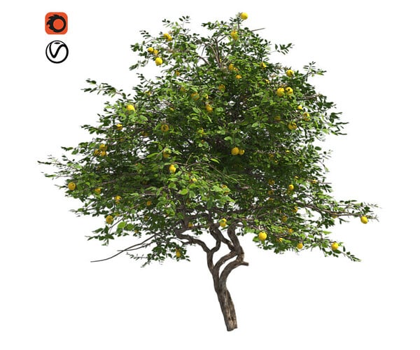 ArtStation - Lemon Fruit Tree | Game Assets