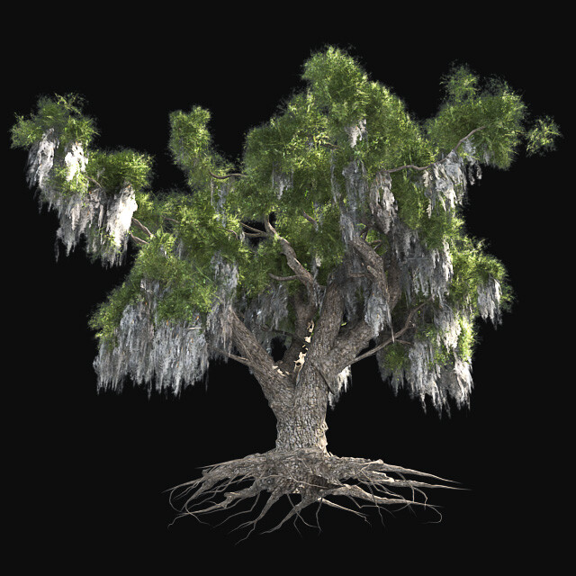ArtStation - Live Oak Tree | Game Assets