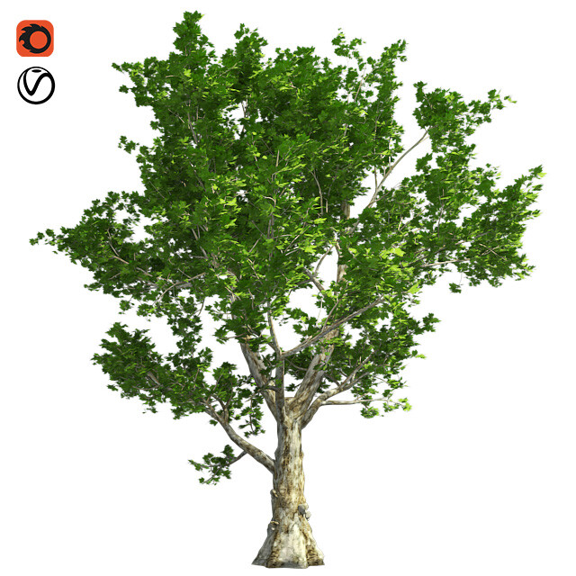 ArtStation - London Plane Tree | Resources