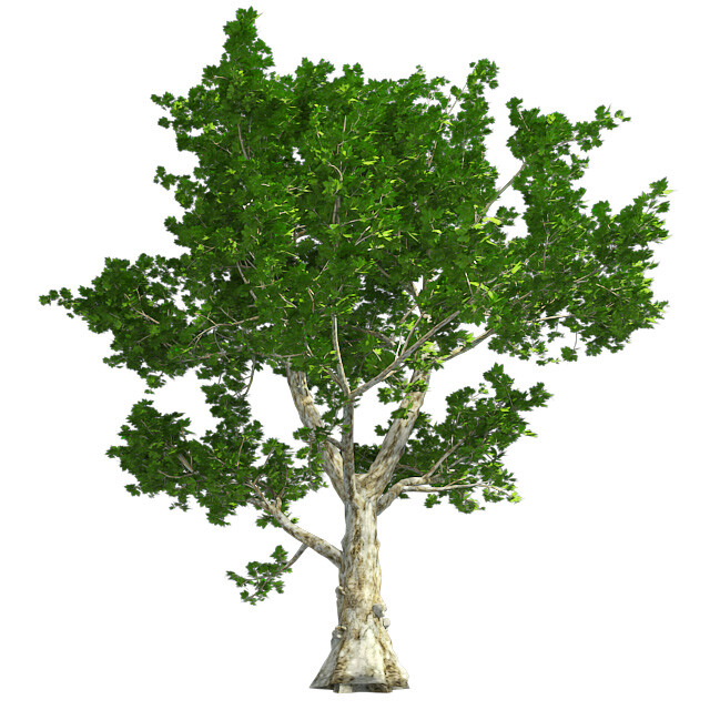 ArtStation - London Plane Tree | Resources