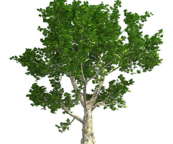 ArtStation - London Plane Tree | Resources