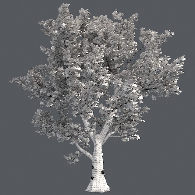 ArtStation - London Plane Tree | Resources