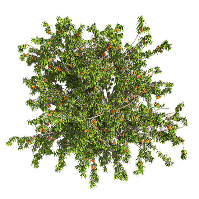 ArtStation - Peach Tree | Resources