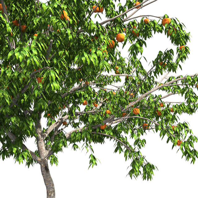ArtStation - Peach Tree | Resources
