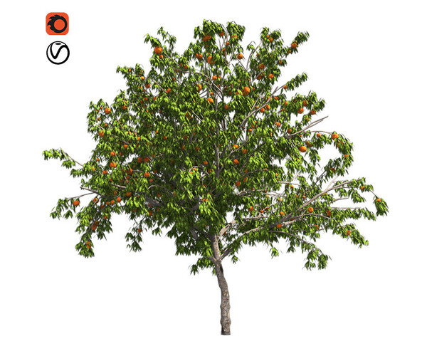 ArtStation - Peach Tree | Resources