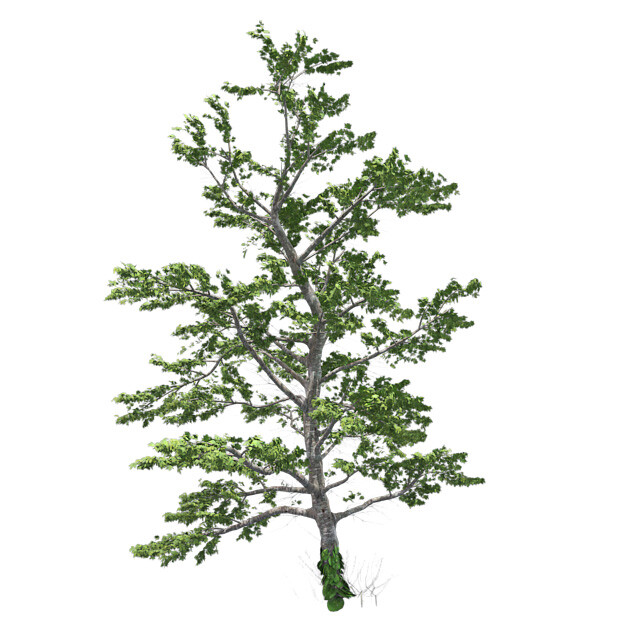ArtStation - Plitvice Maple Tree | Resources