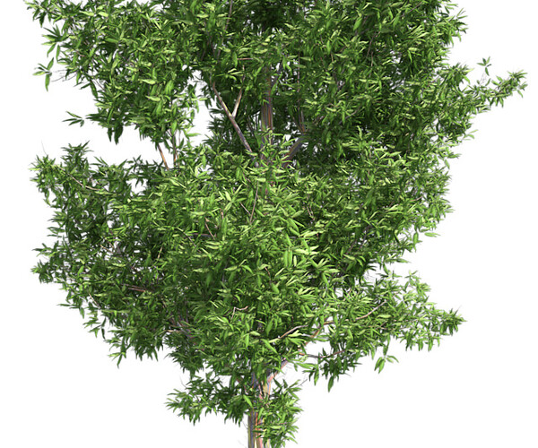 ArtStation - Rainbow Gum Tree | Resources