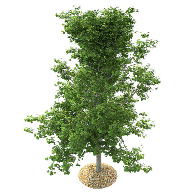 ArtStation - Red Maple Tree | Resources