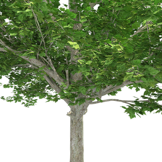 ArtStation - Red Maple Tree | Resources