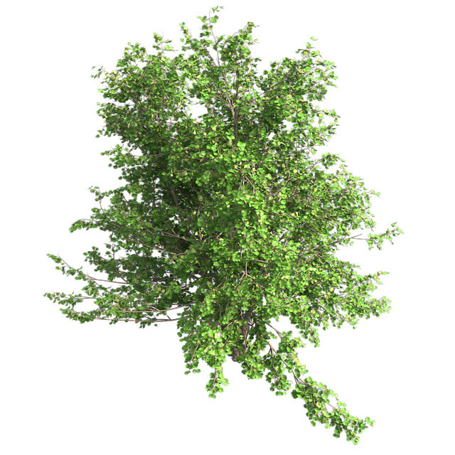 ArtStation - River Birch Tree | Game Assets
