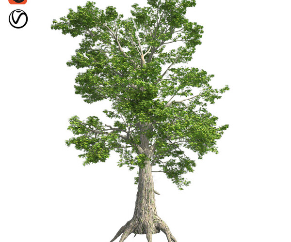 ArtStation - Sassafras Tree | Resources