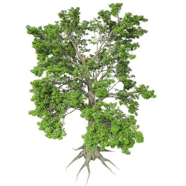 ArtStation - Sassafras Tree | Resources