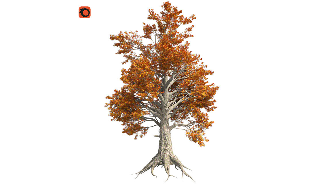 DATEC Studios - Sassafras Fall Tree