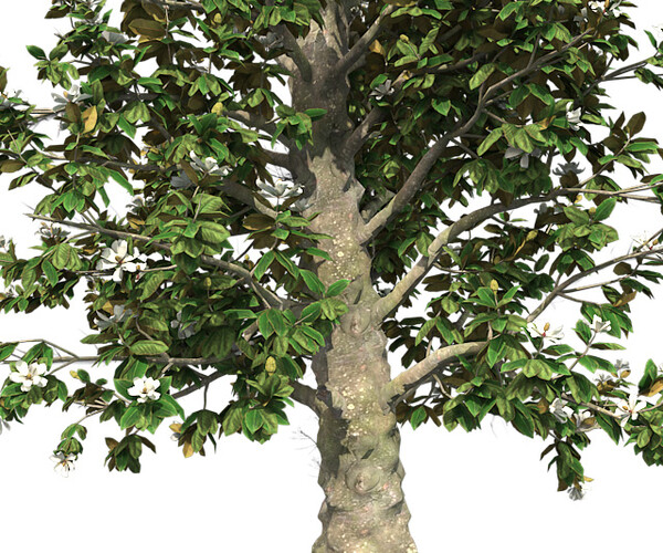 ArtStation - Southern Magnolia Flowers Tree | Resources