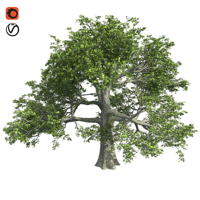 ArtStation - White Oak Tree | Resources