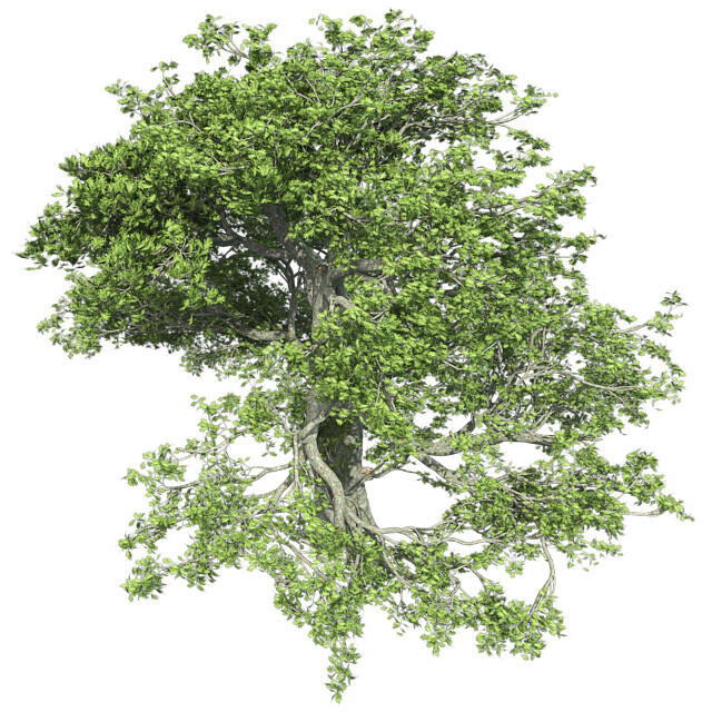 ArtStation - White Oak Tree | Resources