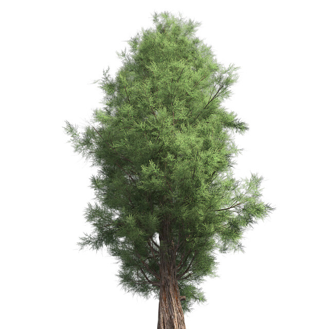 ArtStation - Eastern Red Cedar Tree | Game Assets