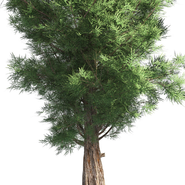 ArtStation - Eastern Red Cedar Tree | Game Assets