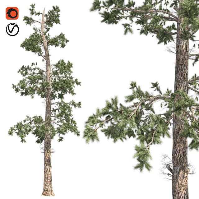 ArtStation - Eastern White Pine Tree | Game Assets