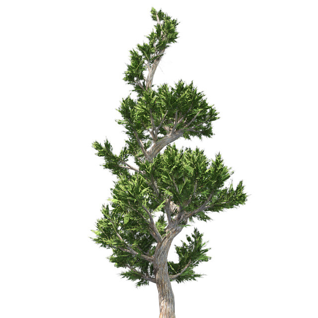 ArtStation - Hollywood Juniper Topiary Tree | Resources