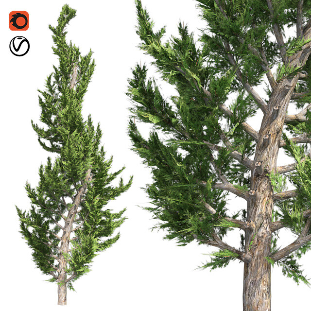 ArtStation - Hollywood Juniper Topiary Tree | Resources