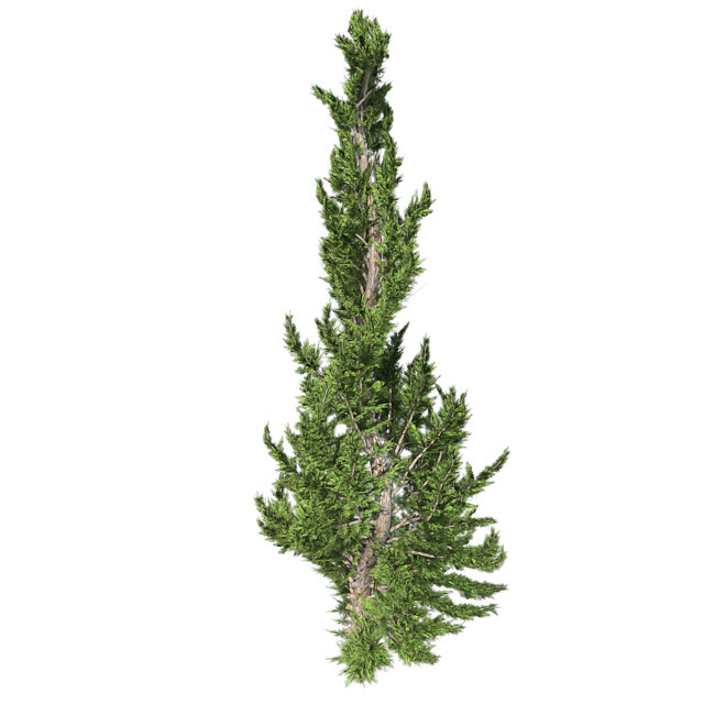 ArtStation - Hollywood Juniper Topiary Tree | Resources