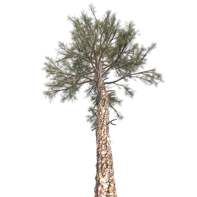 ArtStation - Loblolly Pine Tree | Resources