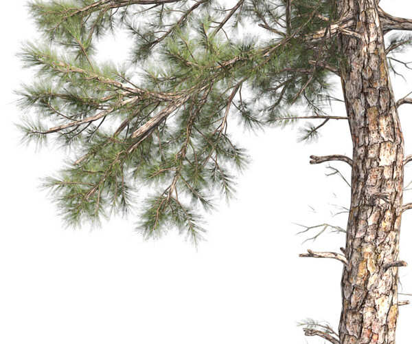 ArtStation - Loblolly Pine Tree | Resources