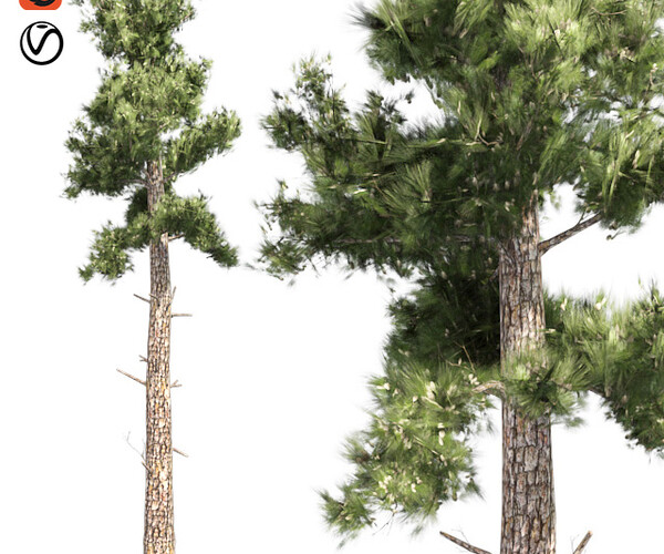 ArtStation - Sample Conifer Tree | Game Assets