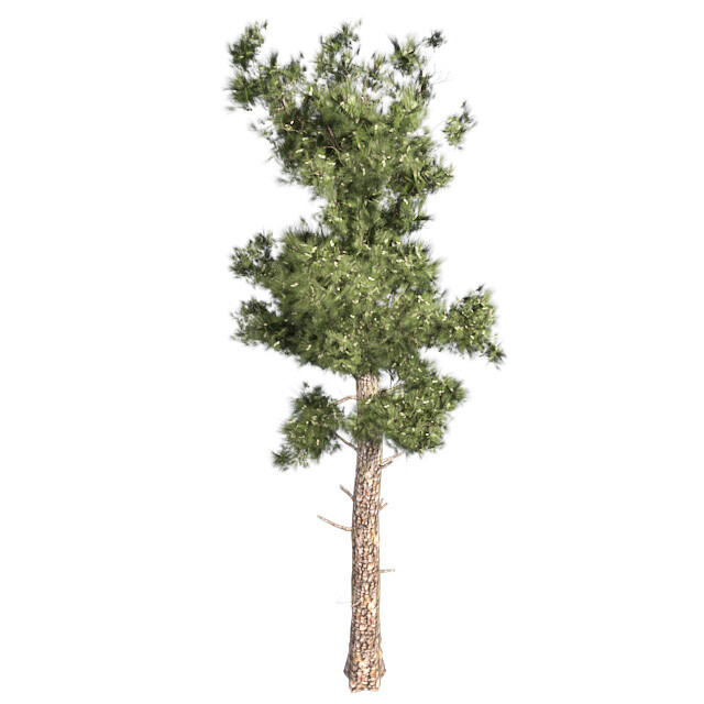 ArtStation - Sample Conifer Tree | Game Assets