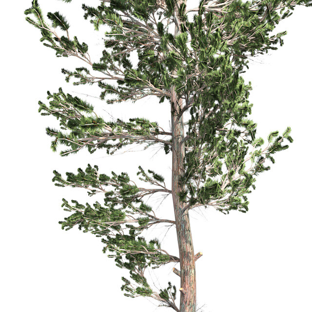 ArtStation - Scots Pine Tree | Game Assets