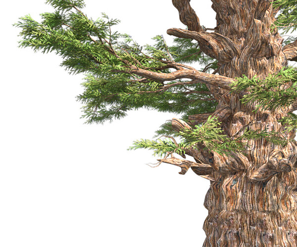 ArtStation - Western Juniper Tree | Resources