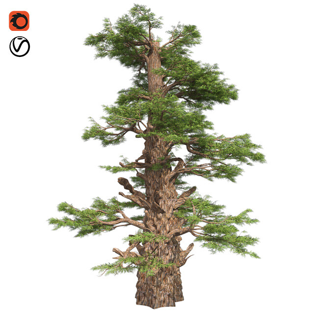 ArtStation - Western Juniper Tree | Resources